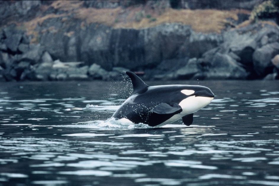 Must-do, een orka tocht vanuit Victoria! | Doets Reizen
