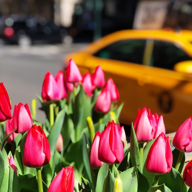 Tulpen in New York City 🗽 ️ 🌷 | Doets Reizen