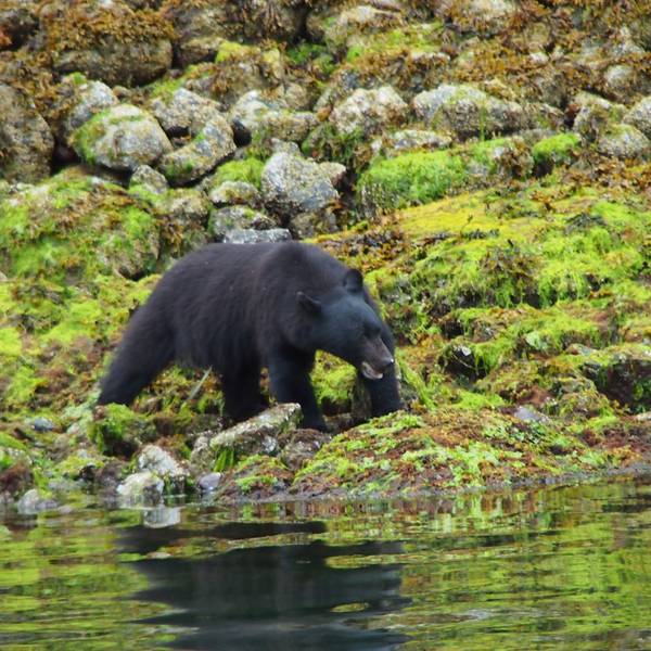 Bezoek Pacific Rim National Park | Doets Reizen