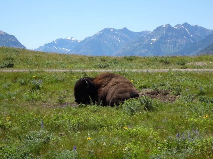 Bezoek Bison Paddock Loop | Doets Reizen