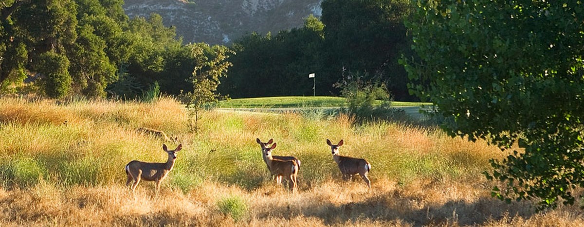Golfen: Rancho San Marcos Golf Course | Doets Reizen