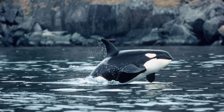Must-do, een orka tocht vanuit Victoria! | Doets Reizen