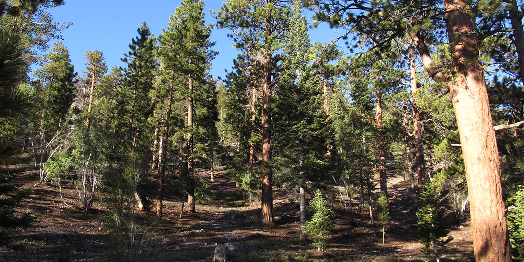 Bezoek Humboldt-Toiyabe National Forest | Doets Reizen
