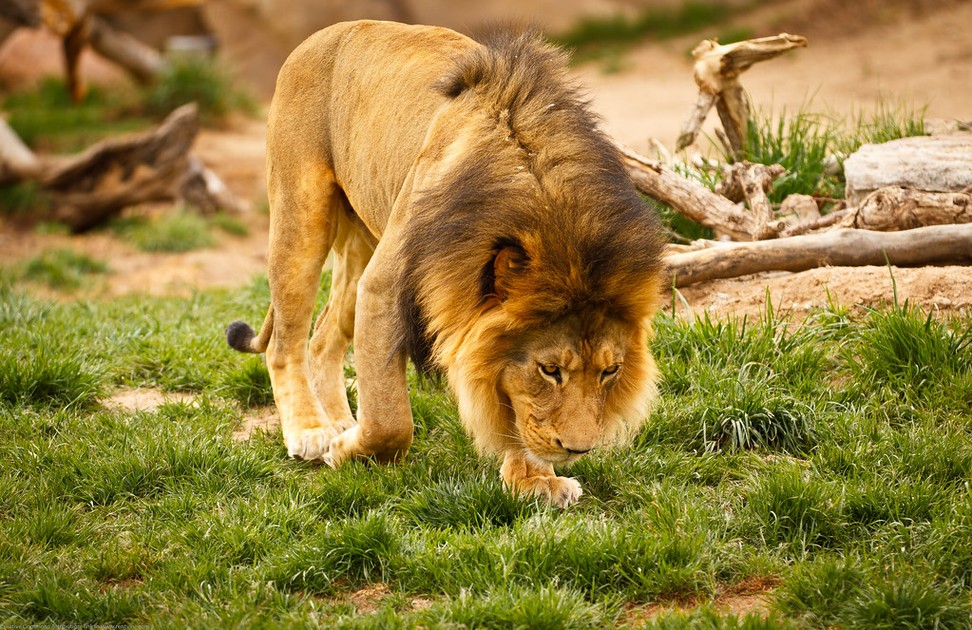 Bezoek Denver Zoo | Doets Reizen