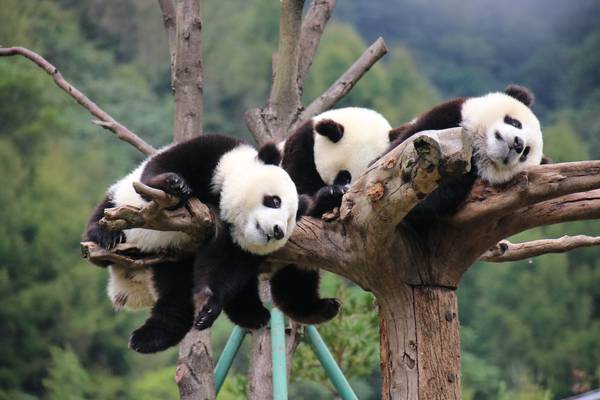 Panda China Discovery | Doets Reizen | Doets Reizen