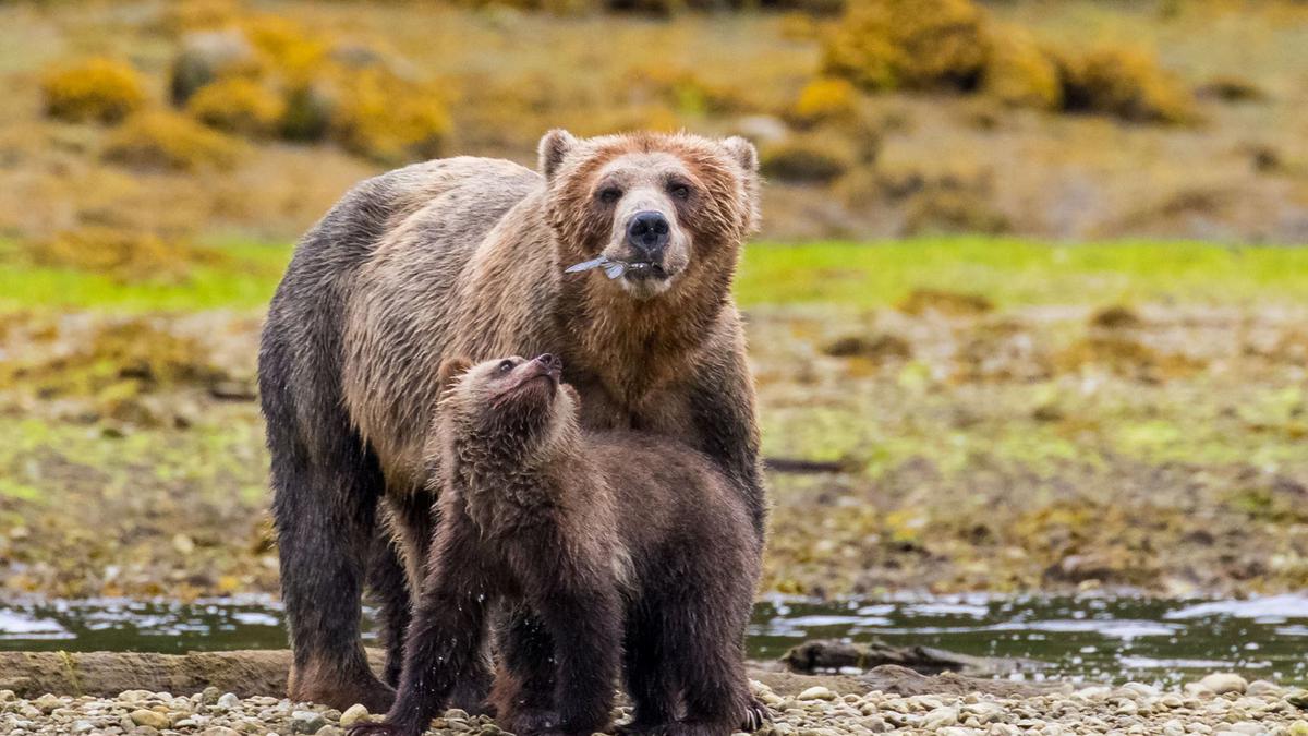 Canadian Bears, Whales & Mountains | Doets Reizen